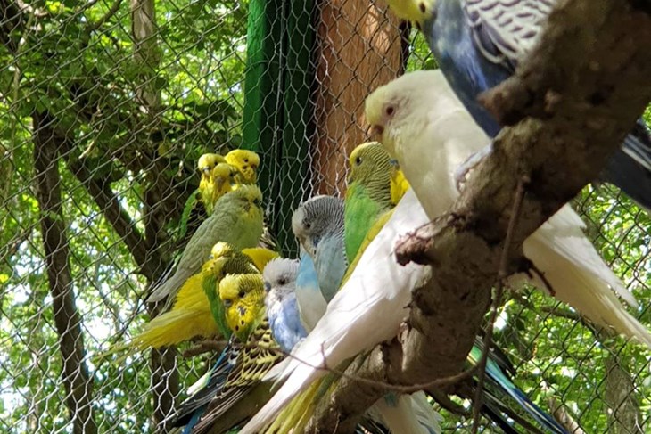 FOTO/U ISTRI SE USKORO OTVARA PRVI HRVATSKI PARK ZA PTICE U potpuno ...