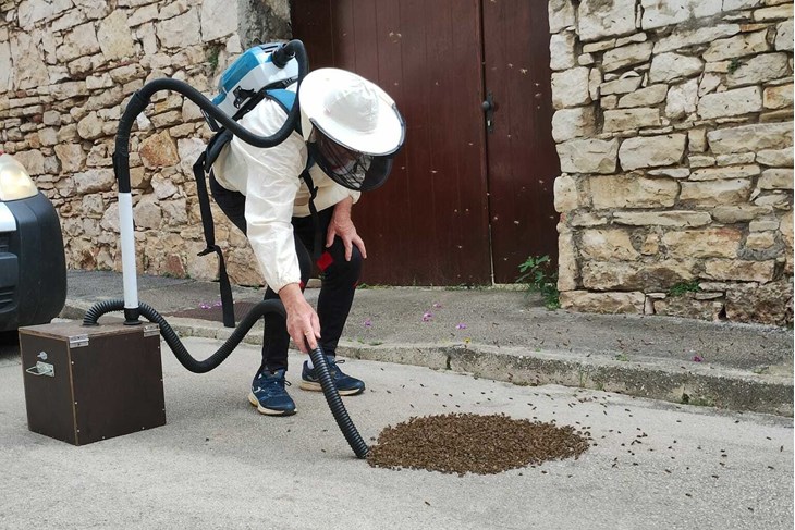 Samo ove godine 126 intervencija: Porečka udruga pčelara upozorava na ...